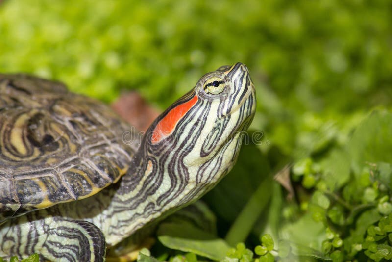 Red Eared Slider - Trachemys Scripta Elegans Stock Image - Image of ...