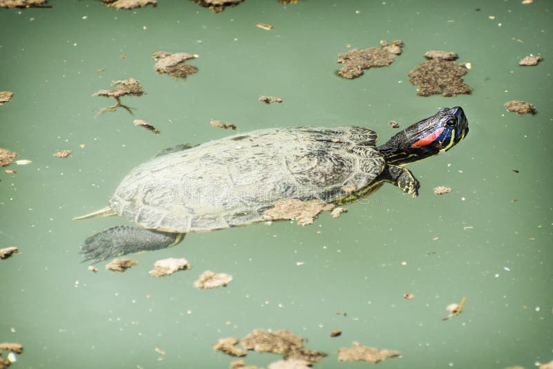 Red-eared Slider (Trachemys Scripta Elegans) in the Water Stock Photo ...