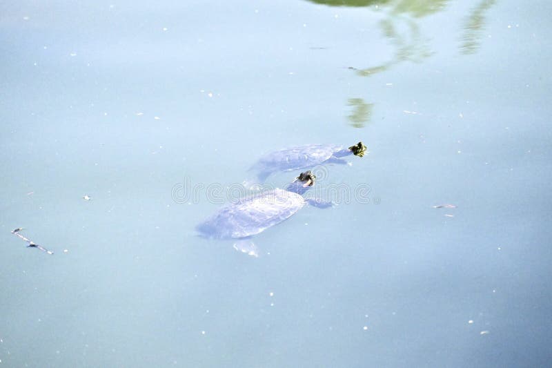 Red Eared and Yellow Bellied Slider Turtles Swimming 6 Stock Image ...