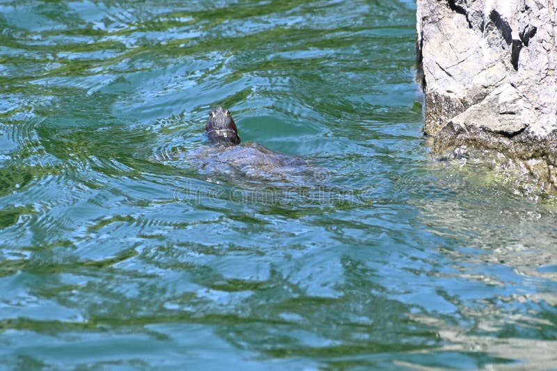 Red Eared and Yellow Bellied Slider Turtles Swimming 45 Stock Image ...