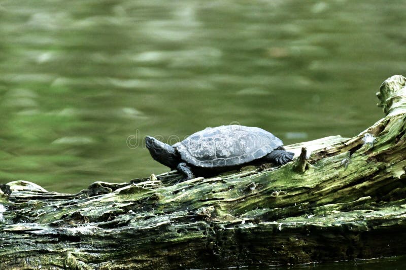 Red Eared and Yellow Bellied Slider Turtles Sunning Stow Lake Golden ...