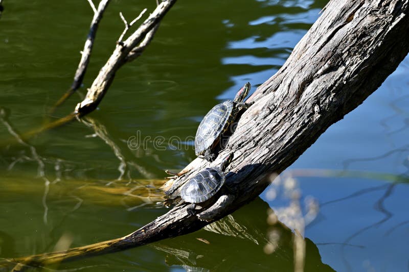 Red Eared and Yellow Bellied Slider Turtles Sunning Stow Lake Golden ...