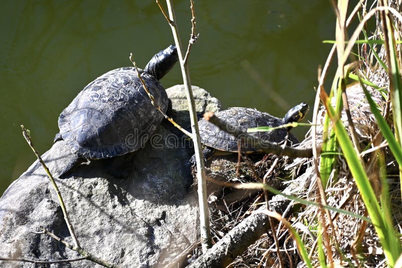 Red Eared and Yellow Bellied Slider Turtles Sunning Stow Lake Golden ...