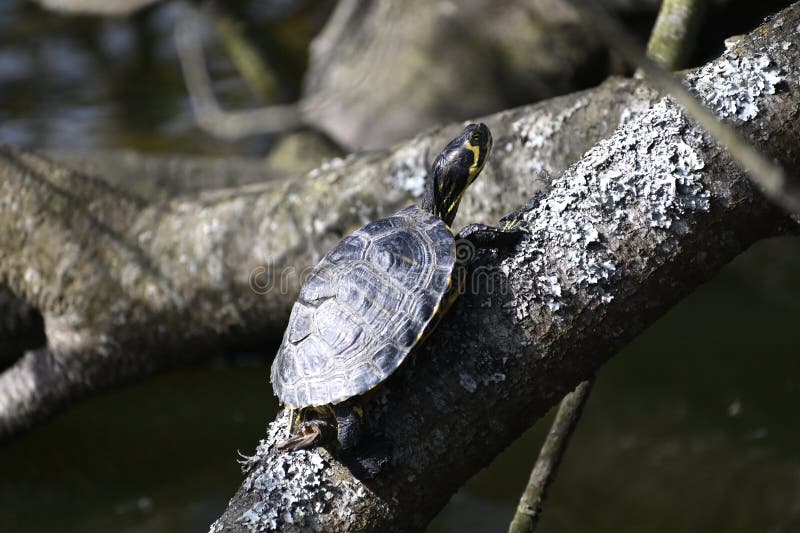 Red Eared and Yellow Bellied Slider Turtles Sunning Stow Lake Golden ...