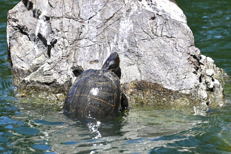 Red Eared and Yellow Bellied Slider Turtles Sunning Stow Lake Golden ...
