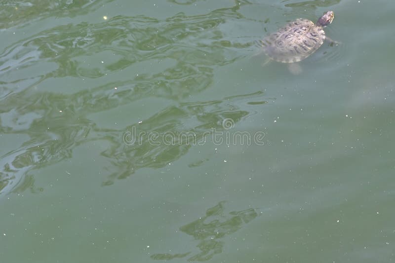 Red Eared and Yellow Bellied Slider Turtles Swimming 54 Stock Photo ...