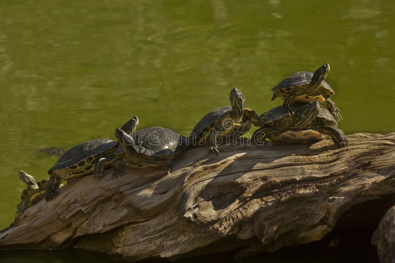 Red-eared Slider (Trachemys Scripta Elegans). Stock Photo - Image of ...