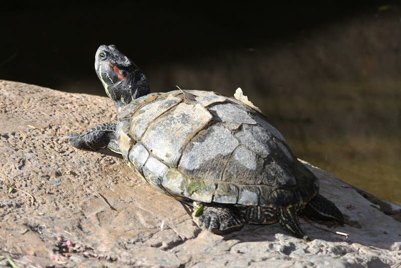 Red-eared Slider Turtle stock photo. Image of marine - 11661440