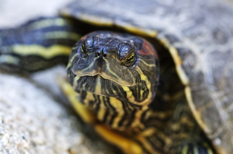 Red eared slider turtle stock photo. Image of sitting - 13197384