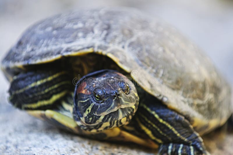 Red eared slider turtle stock photo. Image of sitting - 13197384