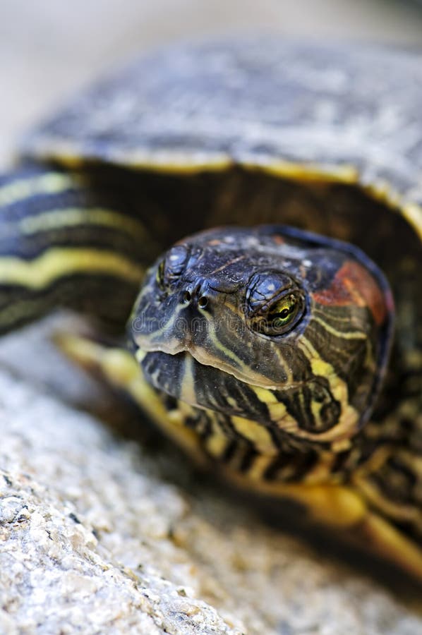Red eared slider turtle stock image. Image of armor, hard - 14585647