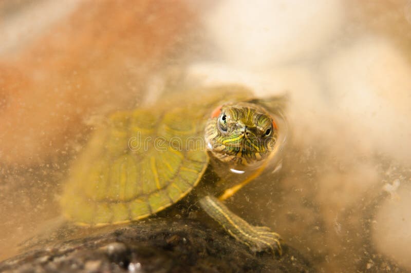 Red Eared Slider Turtle stock photo. Image of florida - 36926192