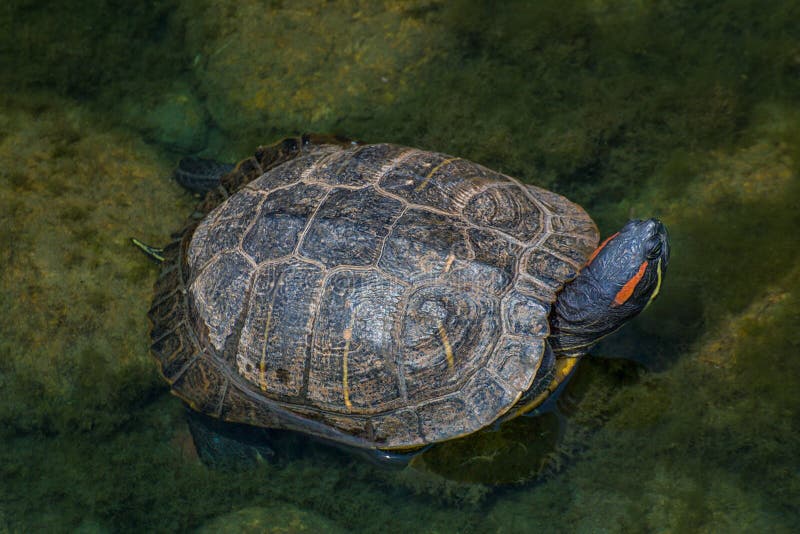 Red-eared Slider Turtle stock image. Image of face, eared - 54661087