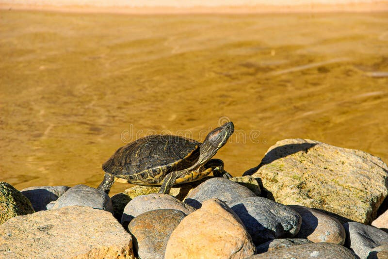 Turtle Basking on Green Pond Vegetation. Stock Photo - Image of basking ...