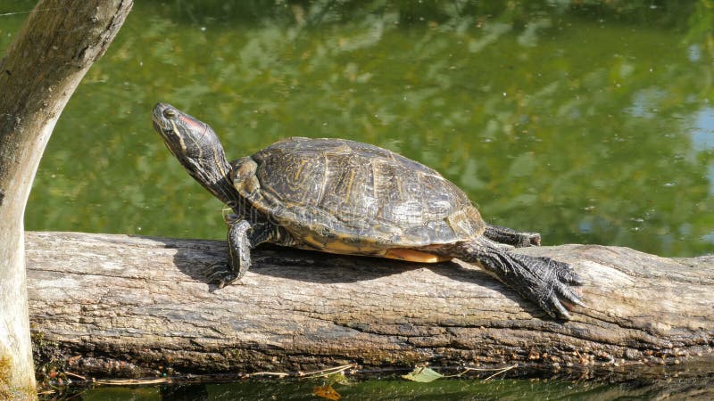 Red-Eared Slider Turtle is Basking in the Sun. Trachemys Scripta ...