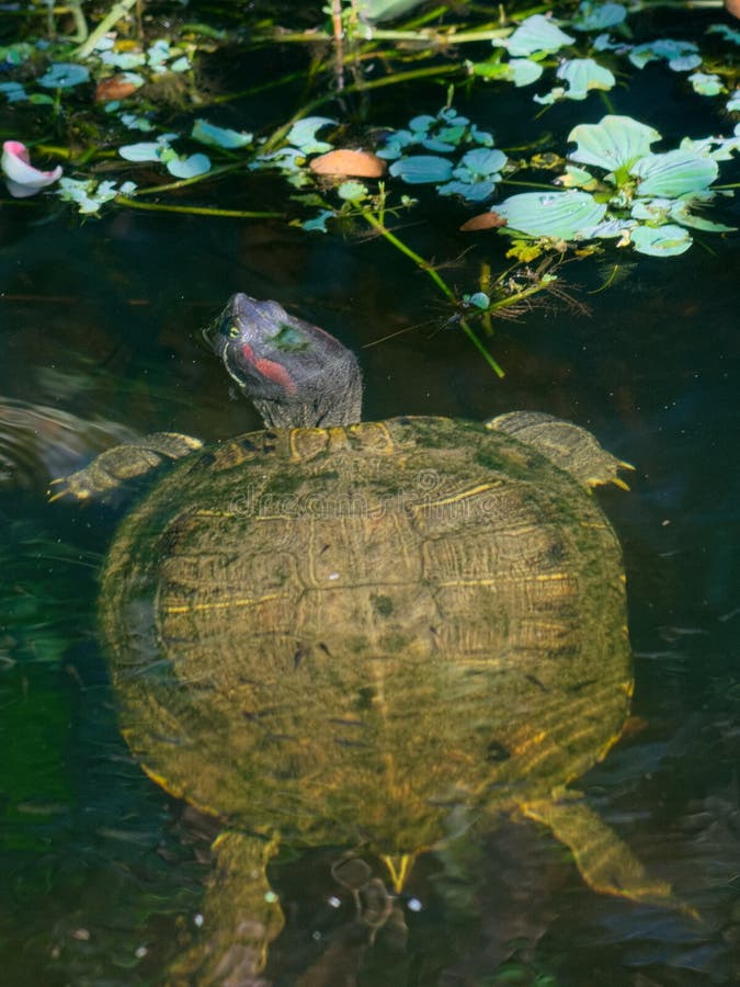Red-eared Slider Turtle stock image. Image of elegans - 46876581