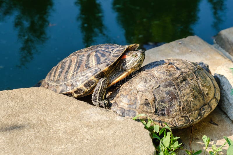 Pond Slider Red-eared Turtle. Stock Photo - Image of descriptive, close ...