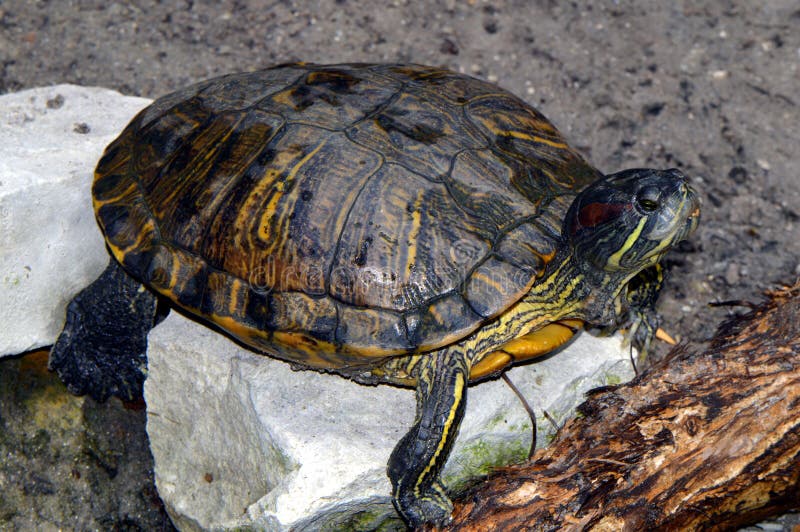 Red-eared Slider turtle stock photo. Image of zoology - 55431266