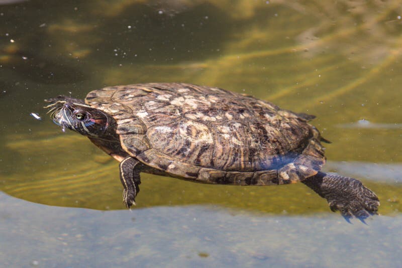 Red-Eared Slider Turtle Makes a Perfect Pet Stock Photo - Image of ...
