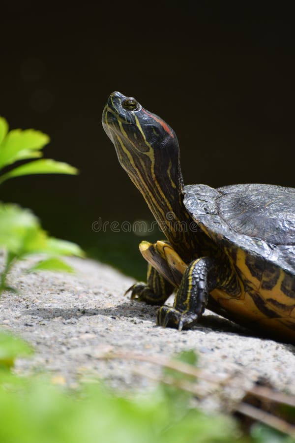 Red-Eared Slider Turtle stock photo. Image of stripe - 55843780