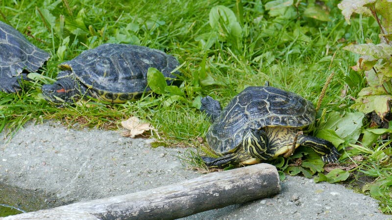 Red-Eared Slider Turtle Next To Pond. Trachemys Scripta Elegans Stock ...