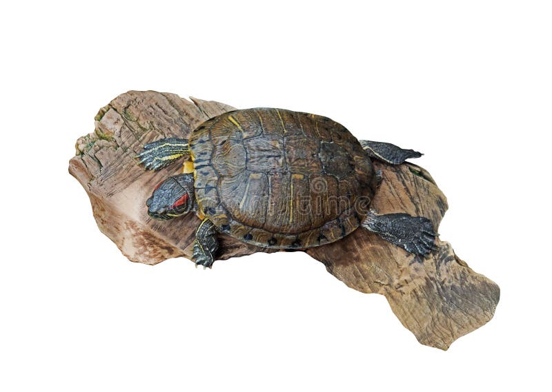 Red Eared Slider Turtle on Old Wood, Clipping Path Stock Image - Image ...