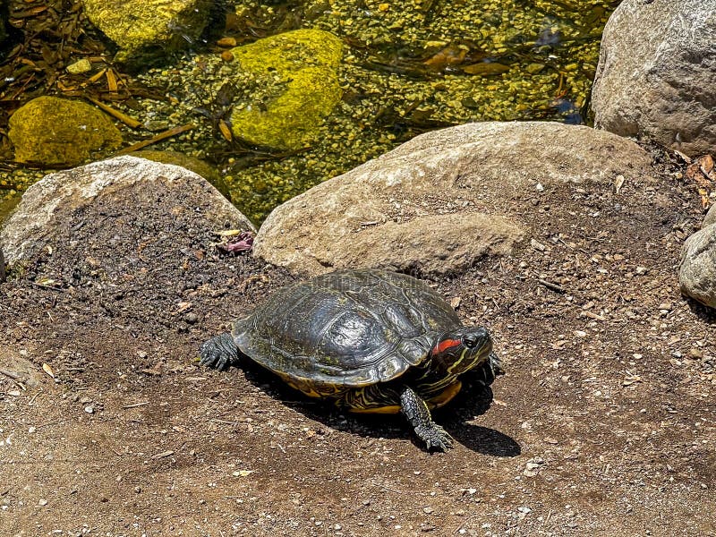 Pond Slider Red-eared Turtle. Stock Photo - Image of descriptive, close ...
