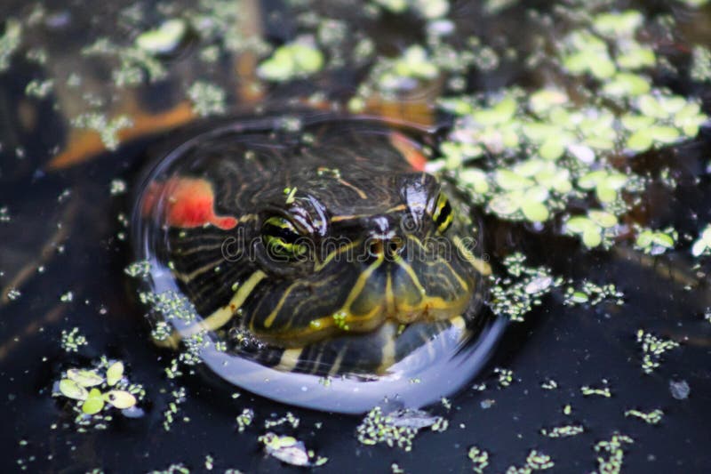Close Up of Red-eared Slider Turtle in Pond Stock Image - Image of wild ...