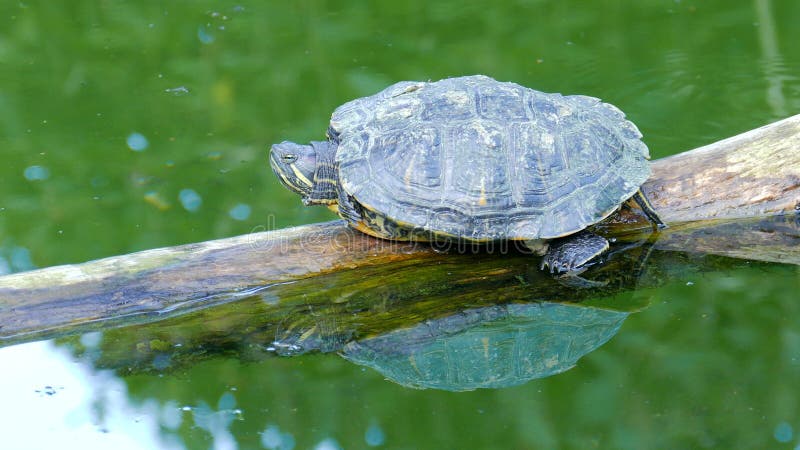 Red-Eared Slider Turtle in the Pond. Trachemys Scripta Elegans Stock ...