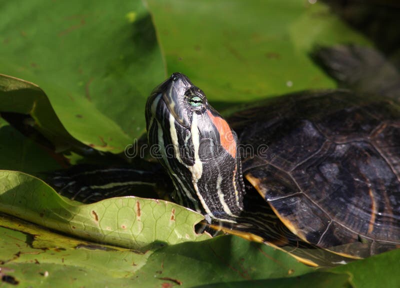 Western painted turtle stock photo. Image of wildlife - 15863870