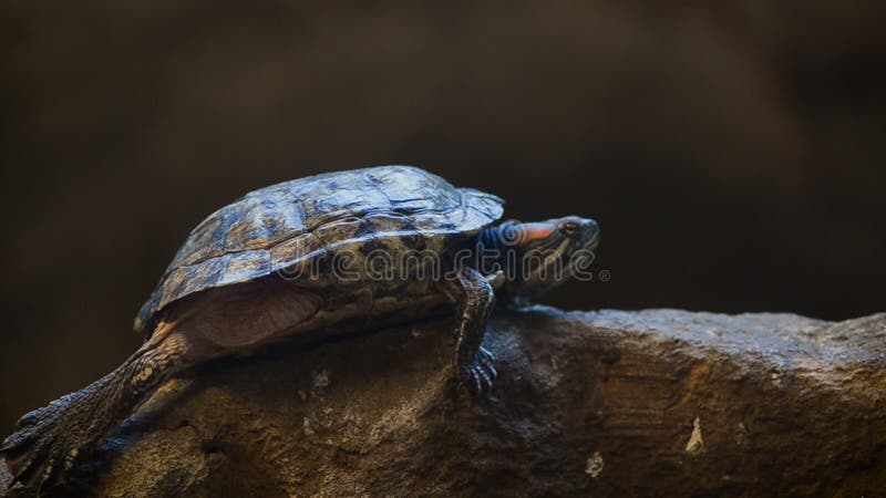 Red-eared Slider Turtle and Koi Fishes in a Pond at a Botanical Garden ...