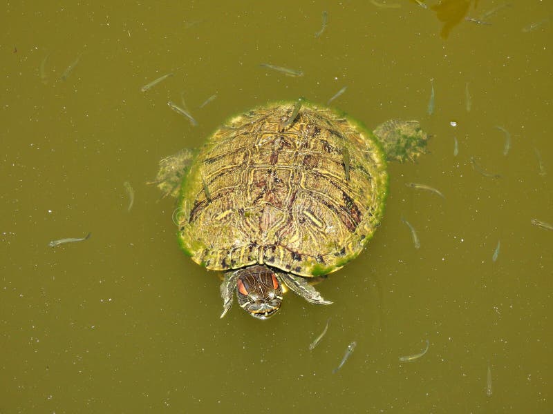 Red-eared Slider Turtle (Trachemys Scripta Elegans) Stock Photo - Image ...
