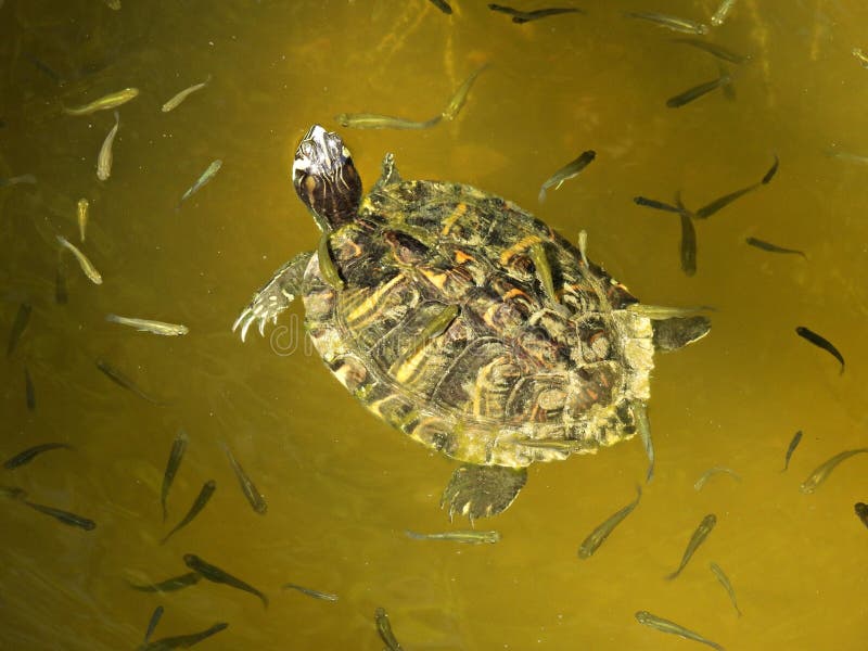 Red-eared Slider Turtle (Trachemys Scripta Elegans) Stock Image - Image ...