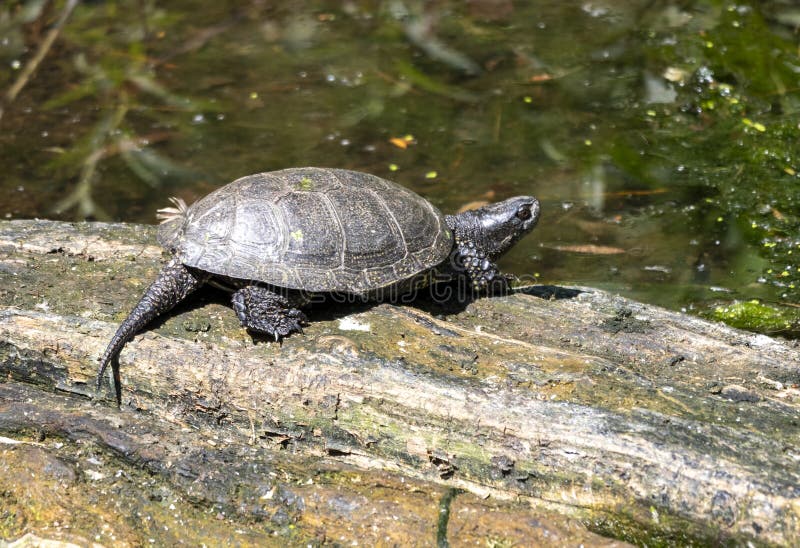 Red-eared Slider Turtle Swims in the Lake Stock Image - Image of ...