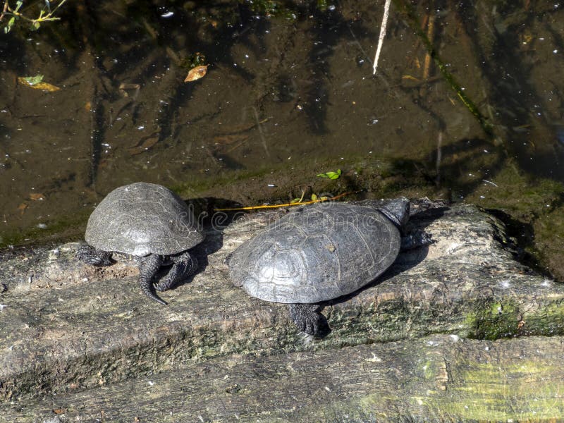 Red-eared Slider Turtle Swims in the Lake Stock Image - Image of ...