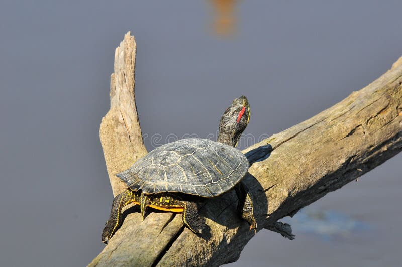 Red-eared Slider Turtle on Top of a Tree Branch Stock Image - Image of ...