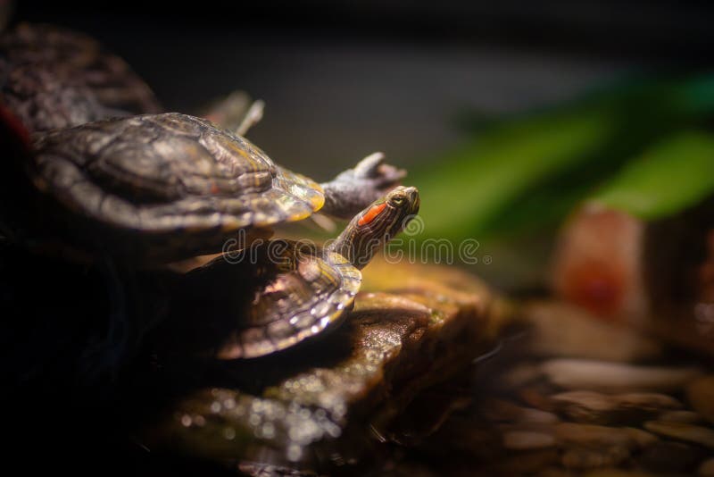 Red-eared Slider Turtle Hatchling Stock Image - Image of snapper, baby ...