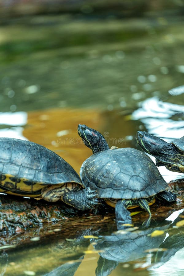 Red-eared Slider Turtle (Trachemys Scripta Elegans) in North America ...