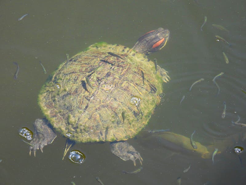 Red-eared Slider Turtle (Trachemys Scripta Elegans) Stock Image - Image ...