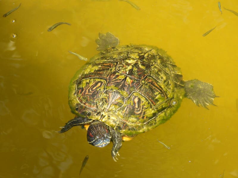 Red-eared Slider Turtle (Trachemys Scripta Elegans) Stock Image - Image ...