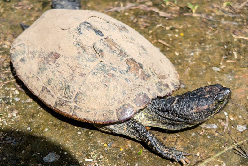 Red-eared Slider Turtle Trachemys Scripta Elegans, Red-eared Terrapin ...