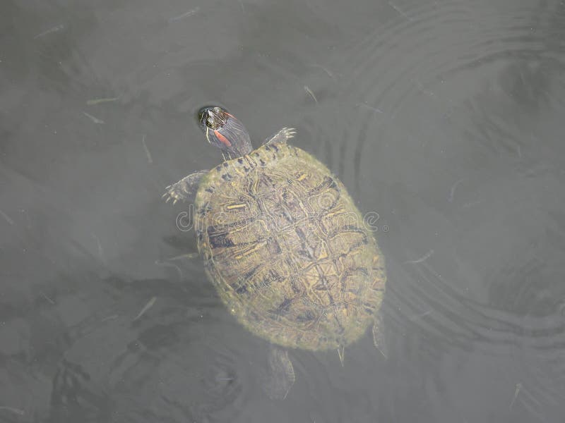 Red-eared Slider Turtle (Trachemys Scripta Elegans) Stock Photo - Image ...