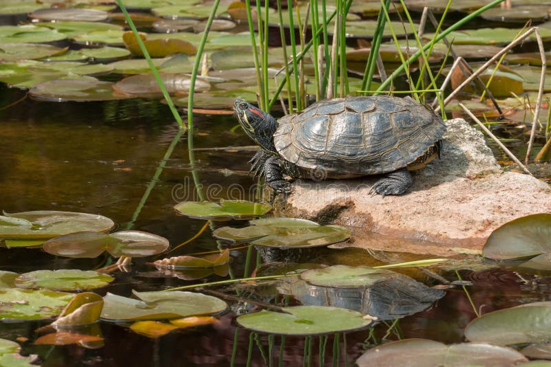 Red-eared Slider - Trachemys Scripta Elegans Stock Image - Image of ...