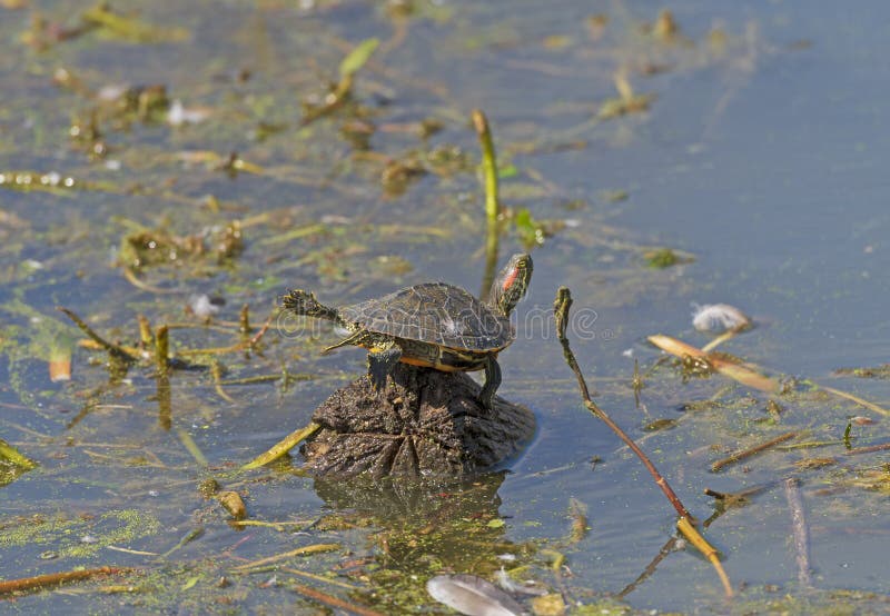 Red Eared Slider Turtle Trying To Fly Stock Image - Image of remote ...