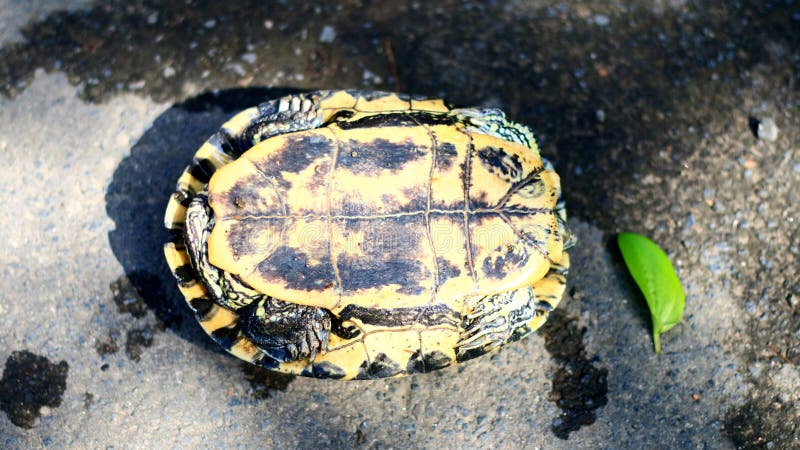 The Red-eared Slider Turtle Stock Photo - Image of retract, reptile ...