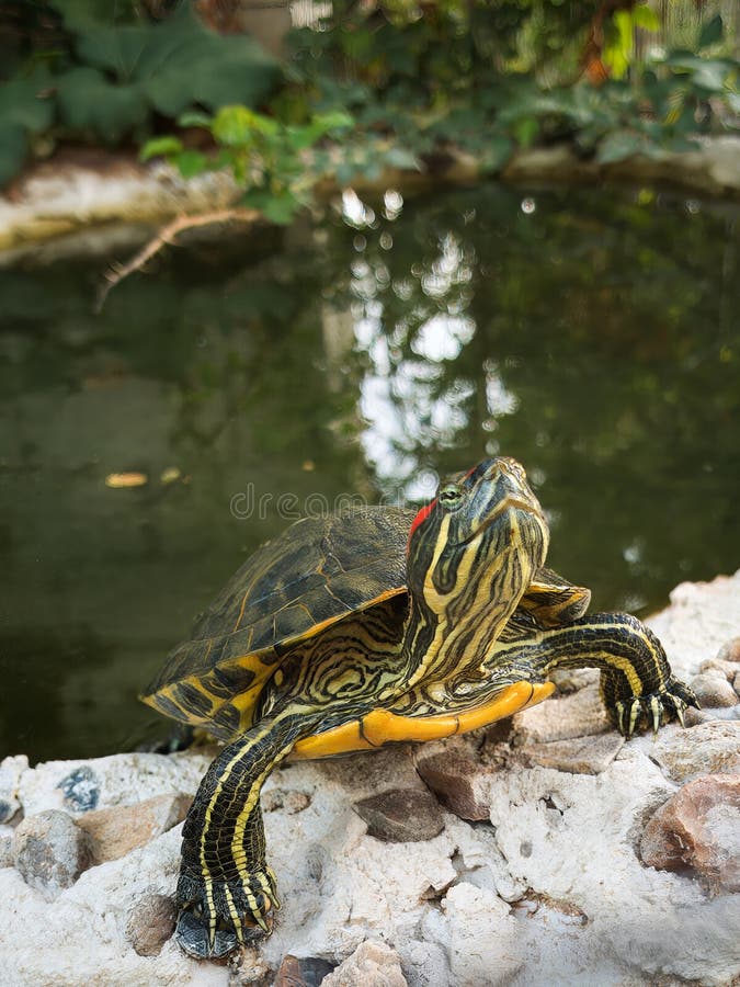 Red-Eared Slider Turtle with Vibrant Patterns by a Backyard Pond Stock ...