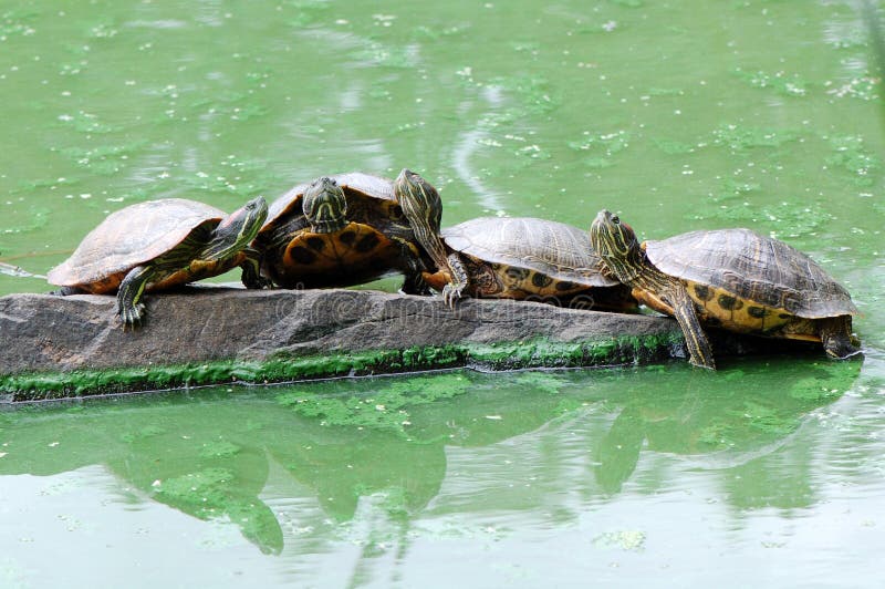 Red-eared Slider Turtles stock photo. Image of wild, eared - 28867118
