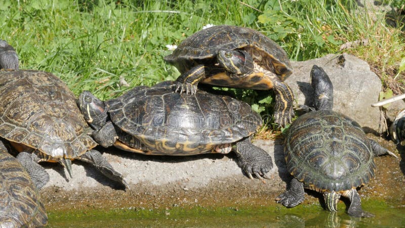Red-Eared Slider Turtles Basking in the Sun. Trachemys Scripta Elegans ...