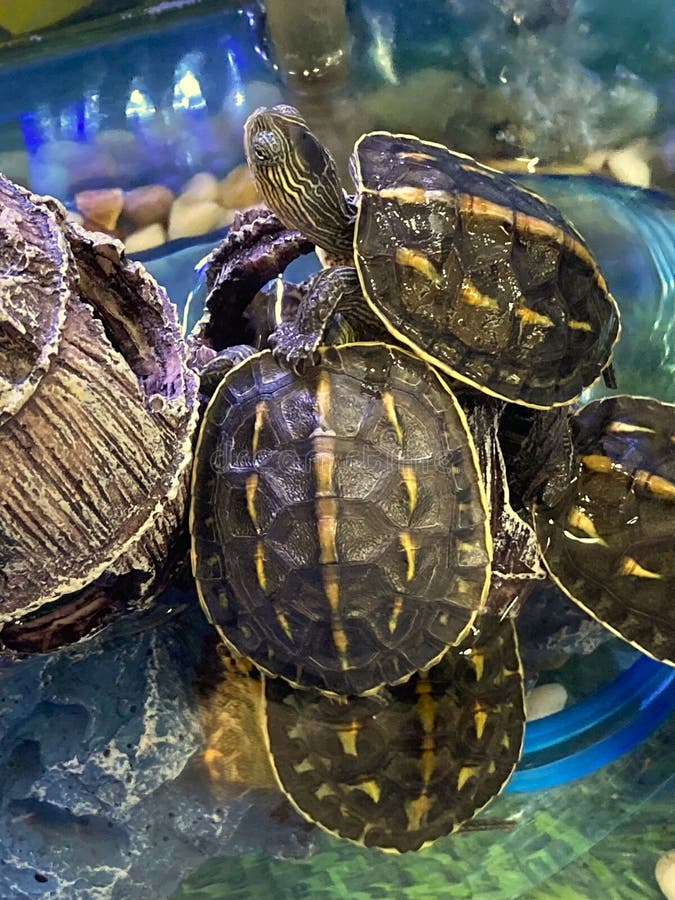 Red-eared Slider Turtles in the Fish Tank Stock Image - Image of ...