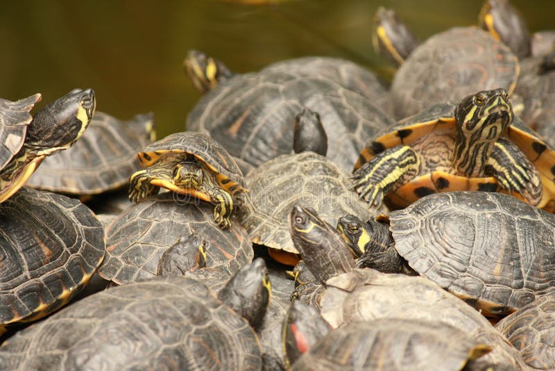 Group of Red Eared Slider Turtles Stock Image - Image of large, puerta ...